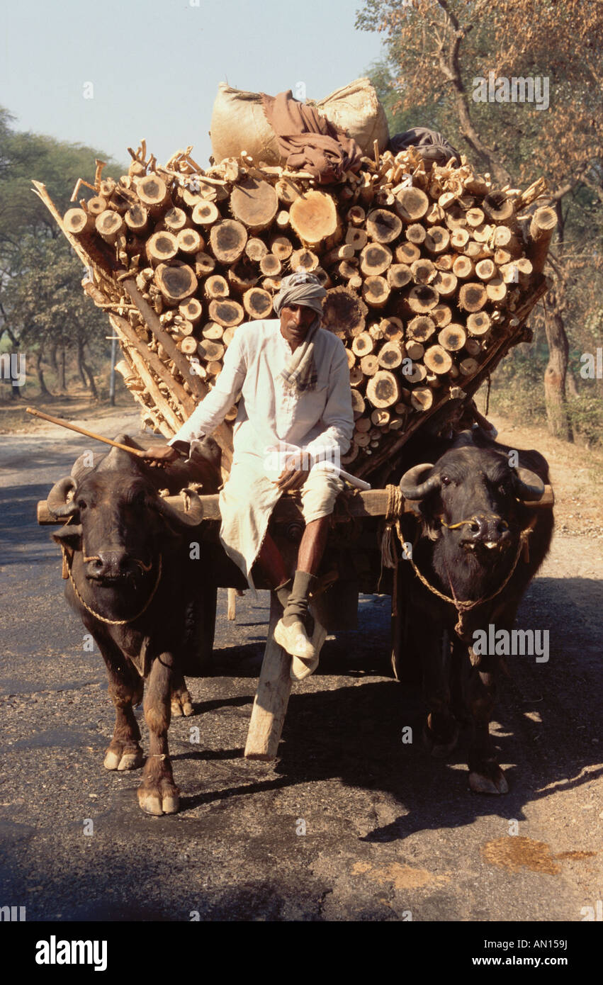 Buffaloes pulling a wagon heavily laden with logs of wood in the ...