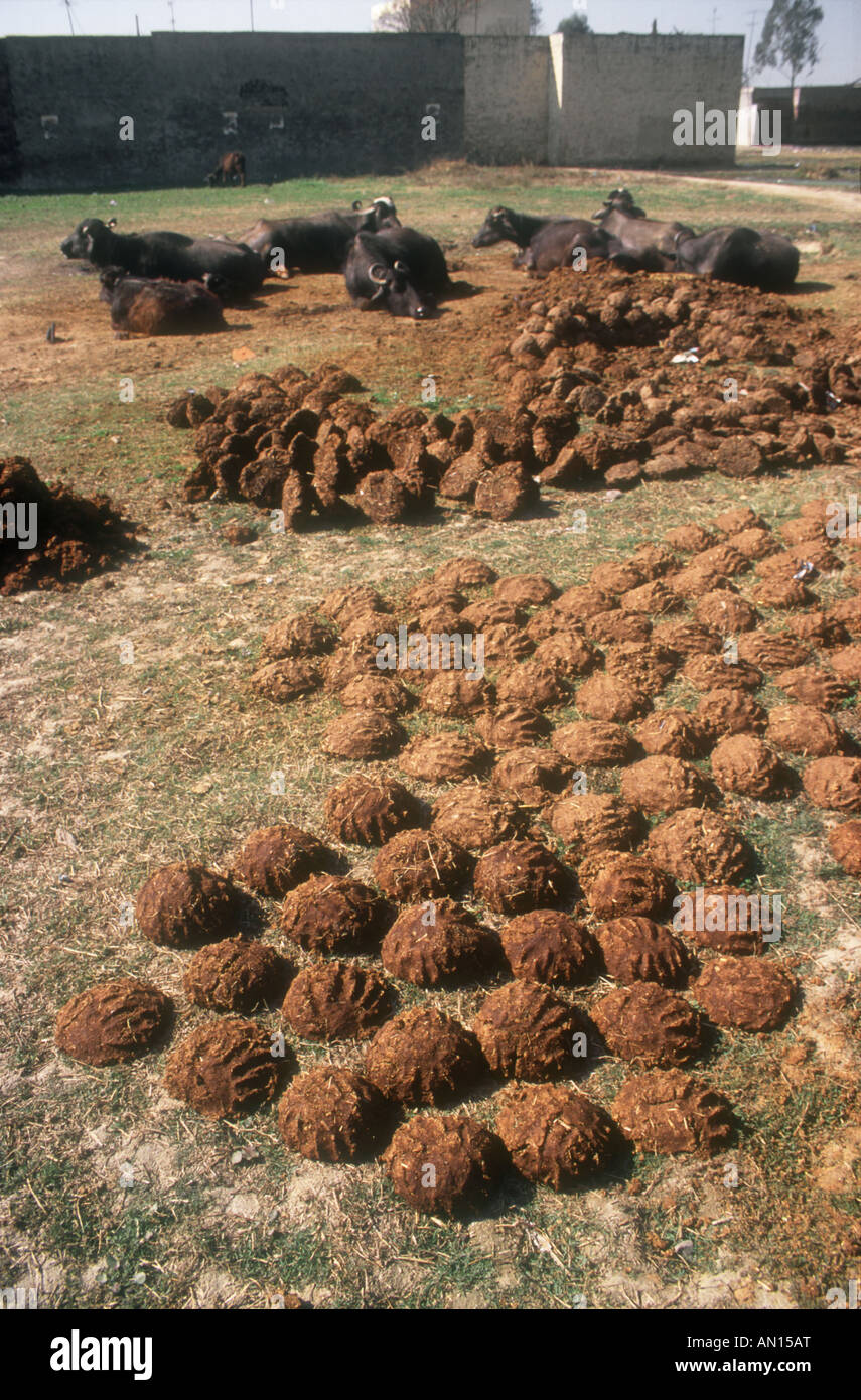 Piles of cow pates. India Stock Photo - Alamy