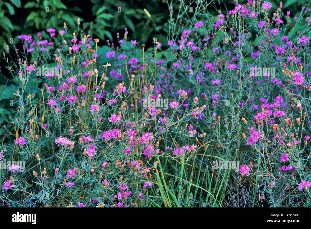 Spotted Knapweed in Montana Stock Photo - Alamy