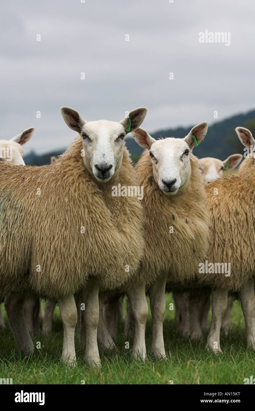 Welsh ram lambs hi-res stock photography and images - Alamy