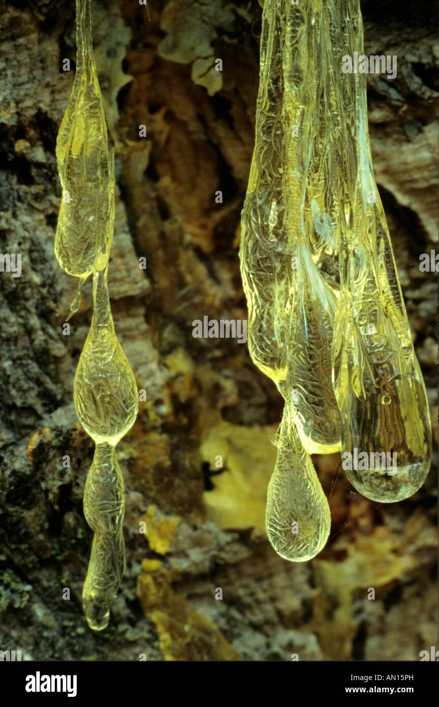 Douglas fir sap hi-res stock photography and images - Alamy