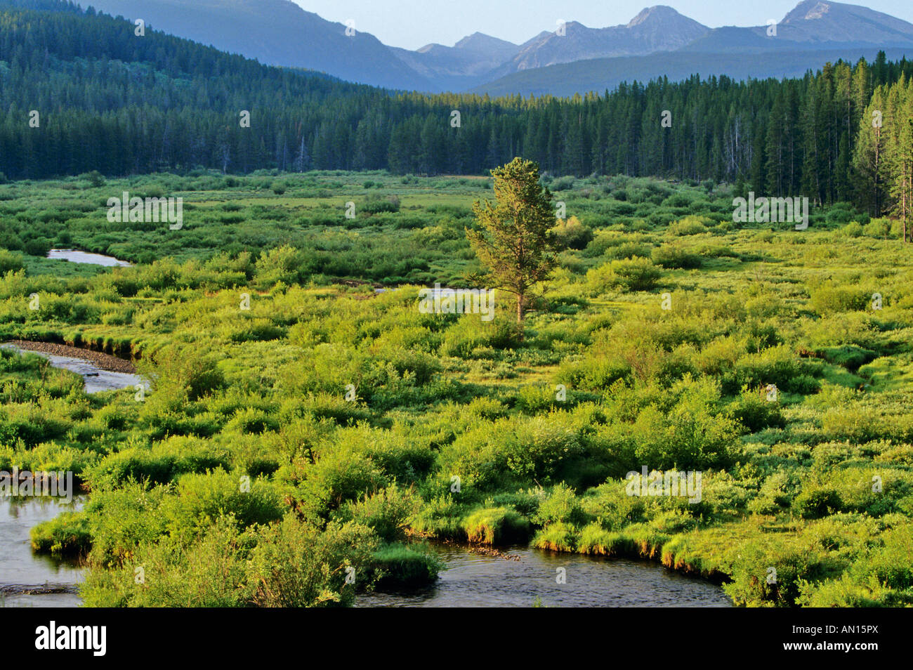 Wise River in the Pioneer Mountains of Montana Stock Photo - Alamy