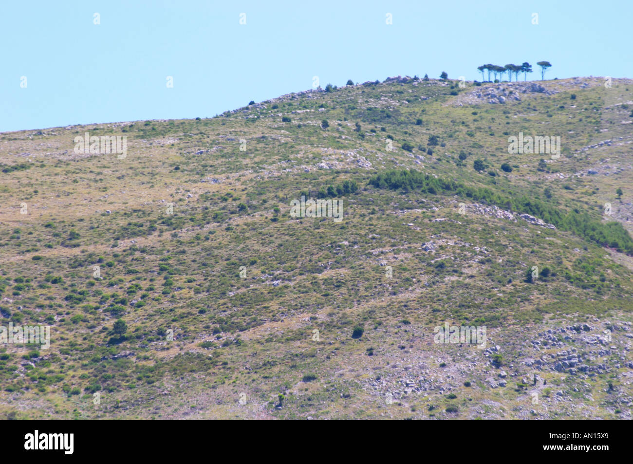 Hilltop hill mountain top, a few lone trees in a line on the crest edge ...