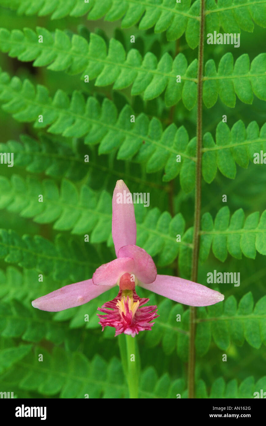 USA, Michigan, Rose pogonia orchid and marsh fern in springtime Stock ...
