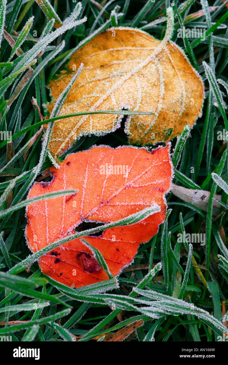 Frosty colorful fallen leaves lying on frozen grass on a cold fall ...