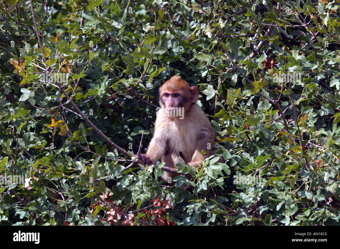 a young monkey in a tree Stock Photo - Alamy