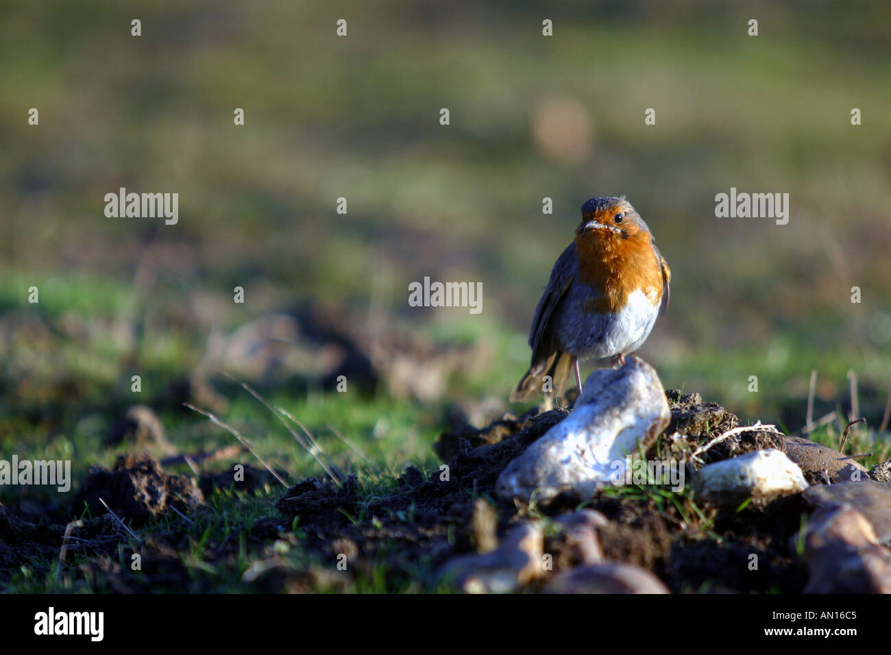 red breasted robin in the new forest uk hampshire Stock Photo - Alamy