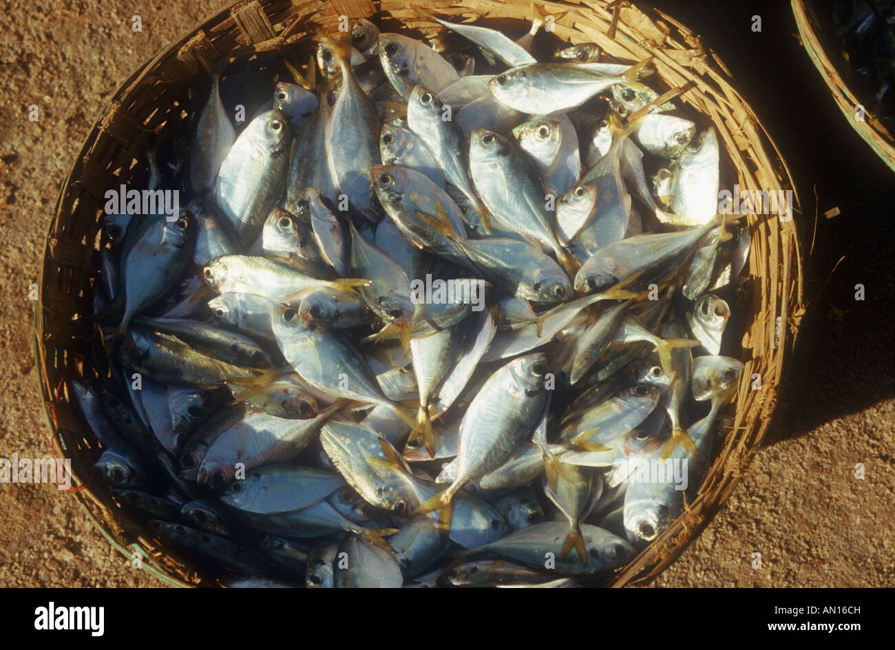 A basket of freshly caught fish on the beach in Goa, India Stock Photo ...