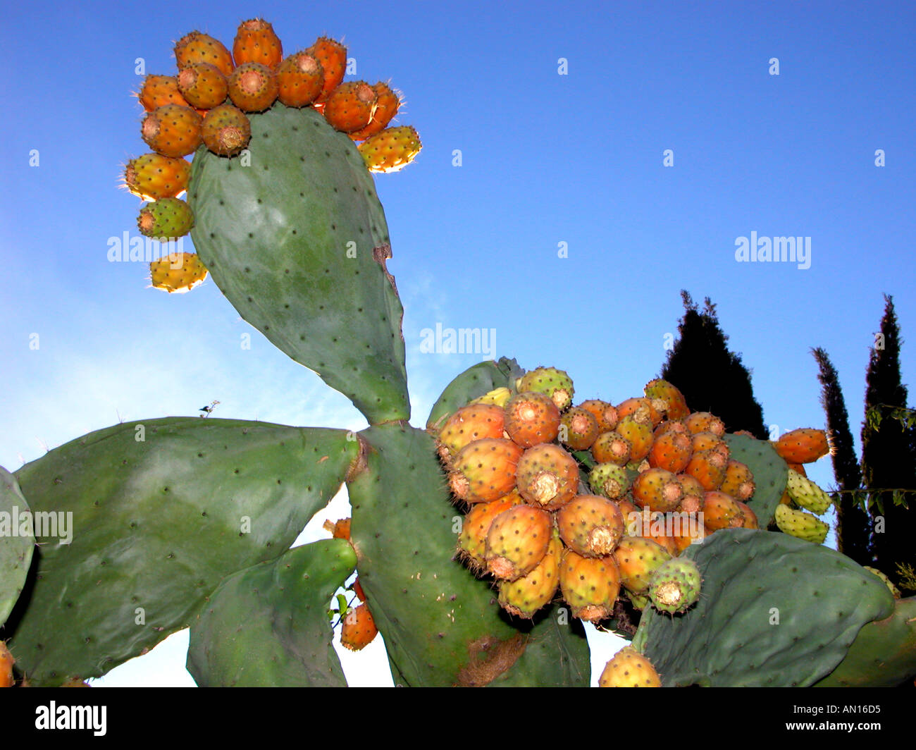 Prickly pear cactus opuntia maxima bearing fruit hi-res stock ...