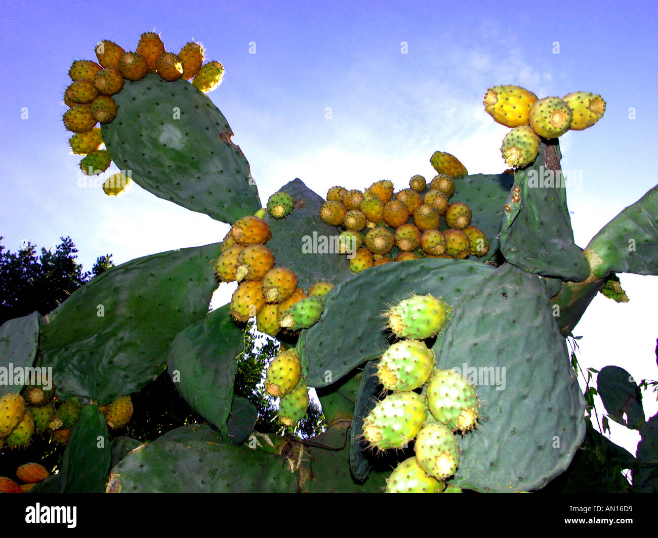 Prickly Pear cactus Opuntia maxima bearing fruit Mijas Málaga Province ...