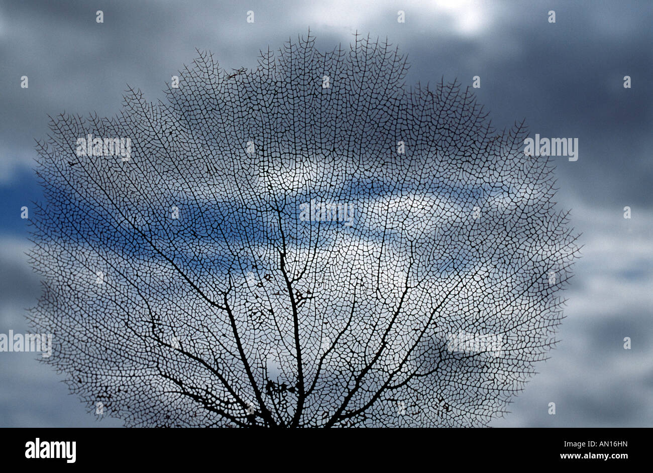 Branching patterns hi-res stock photography and images - Alamy