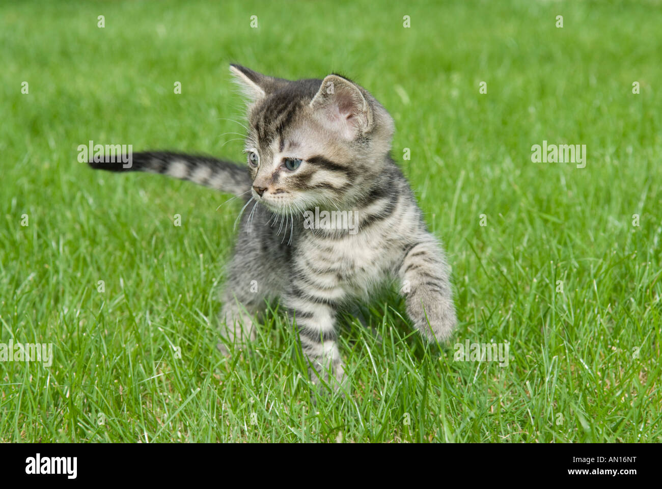 Mixed kitten hi-res stock photography and images - Alamy