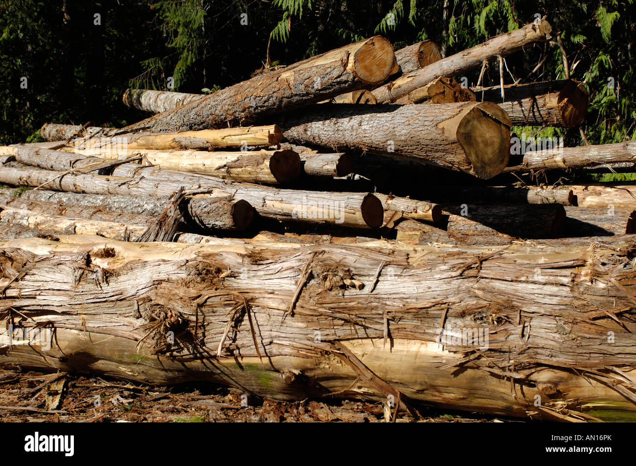 Shoreline Lumber Timber on Cortes Ialand Shores, Vancouver Island BC ...