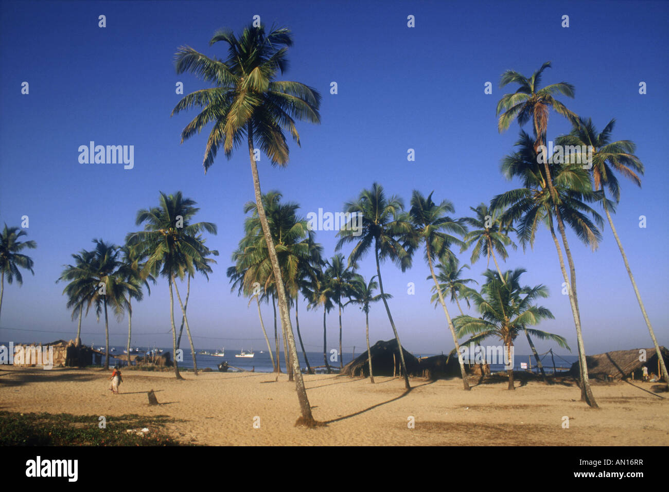 Beach scene in Goa, India, with palm trees Stock Photo - Alamy