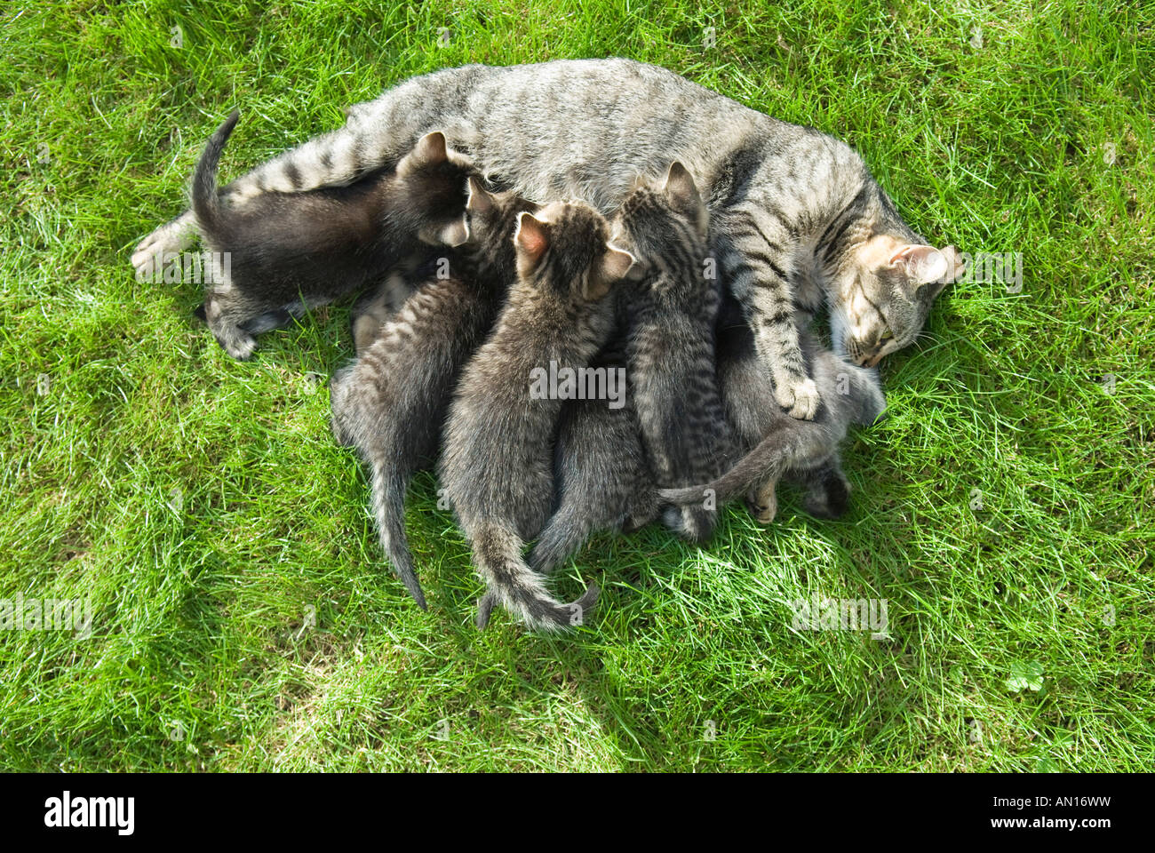 Six cats hi-res stock photography and images - Alamy