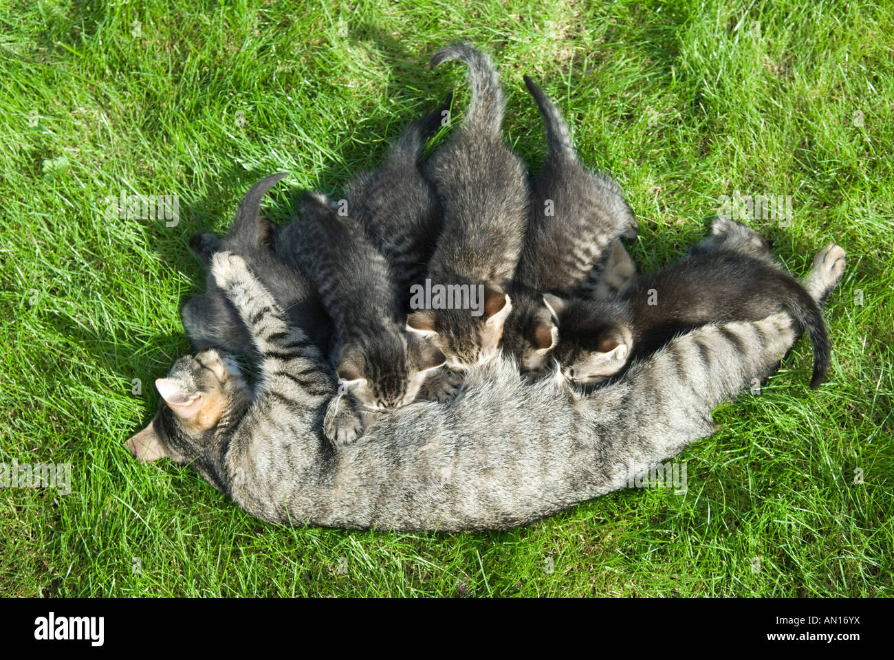 Mixed breed domestic cats, six kittens suckling from mother pet tabby ...