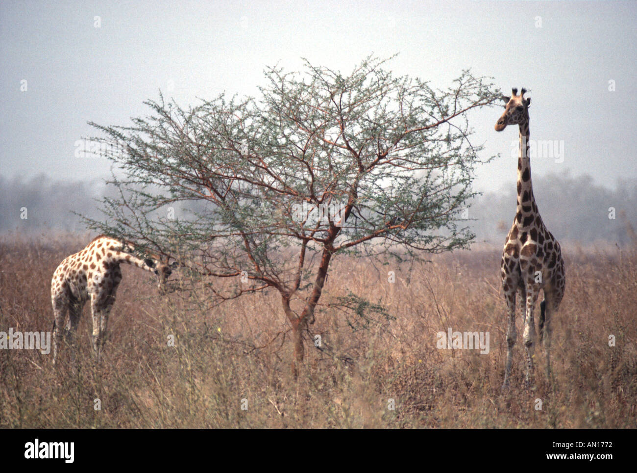 Light Coloured Giraffe Waza National Park Northern Cameroun West Africa ...