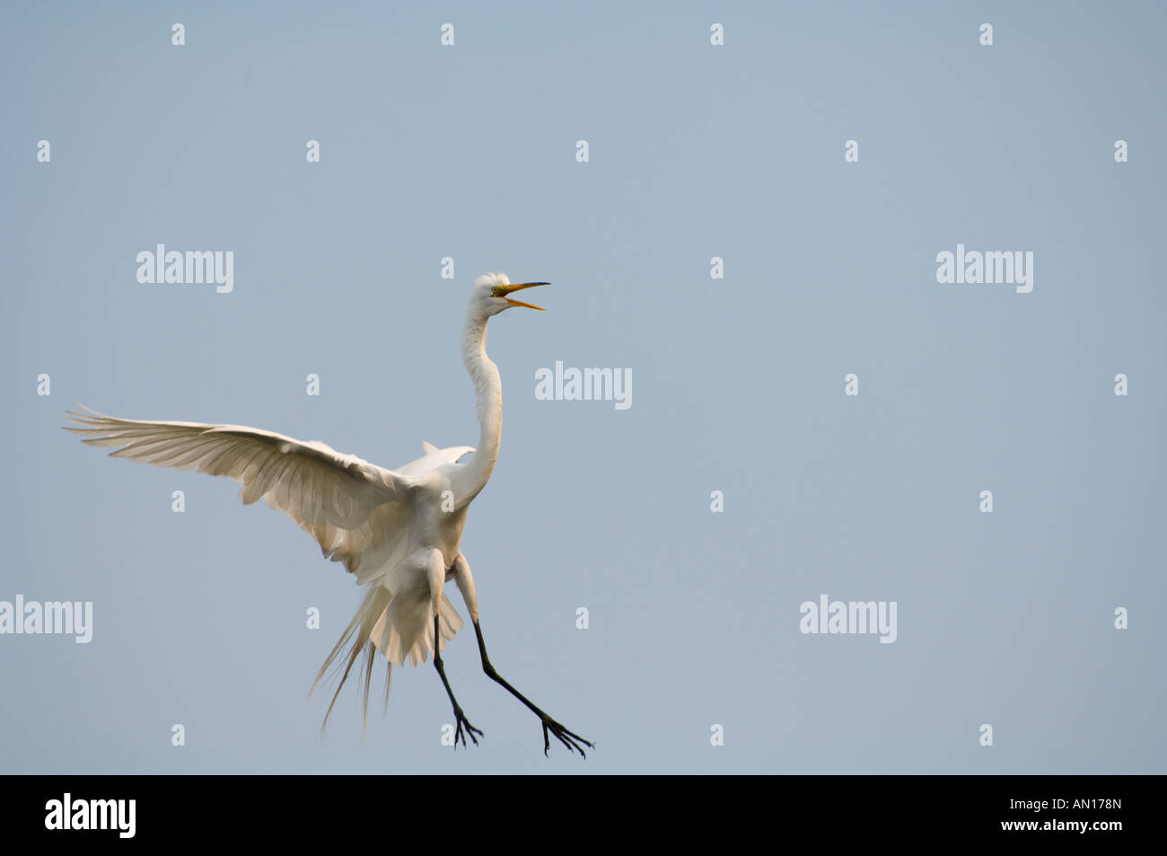 Flight flying moody egret bird hi-res stock photography and images - Alamy