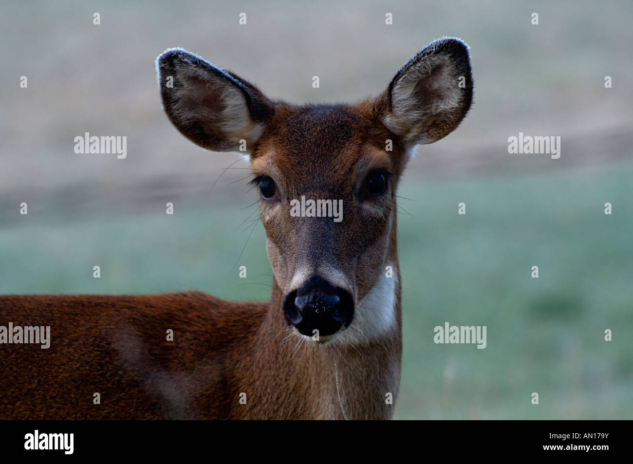 A doe stands looking straight into the camera Stock Photo - Alamy