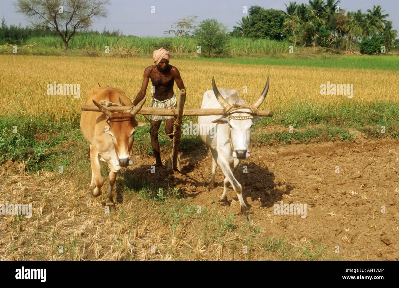 Man ploughing field with oxen ready for planting rice, adjacent fields ...