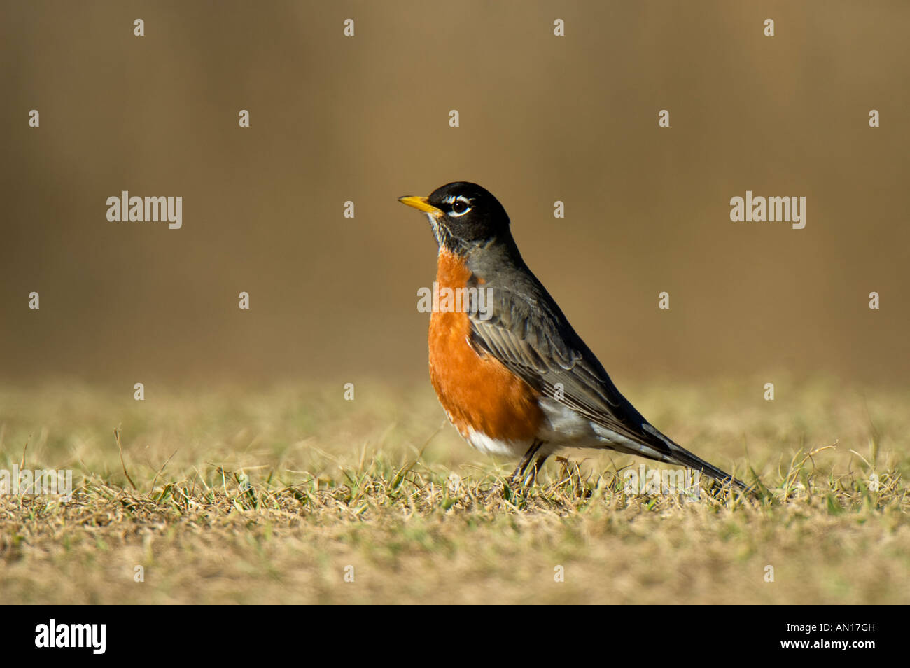 A broadside view of an American Robin standing in the grass Stock Photo ...