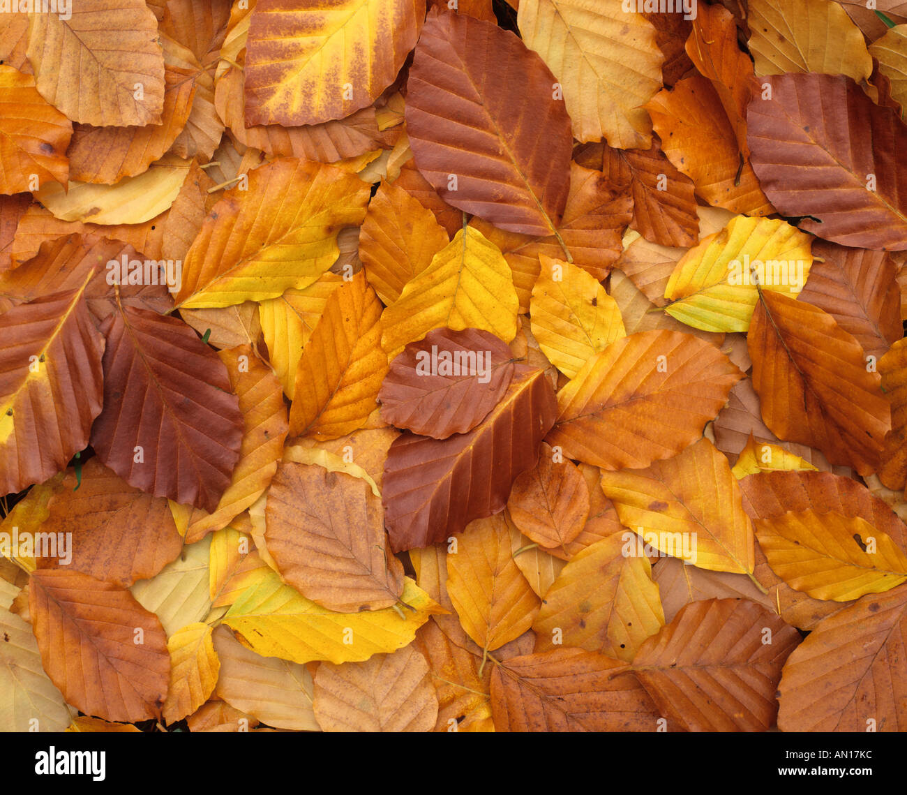 Autumn beech leaf leaves hi-res stock photography and images - Alamy