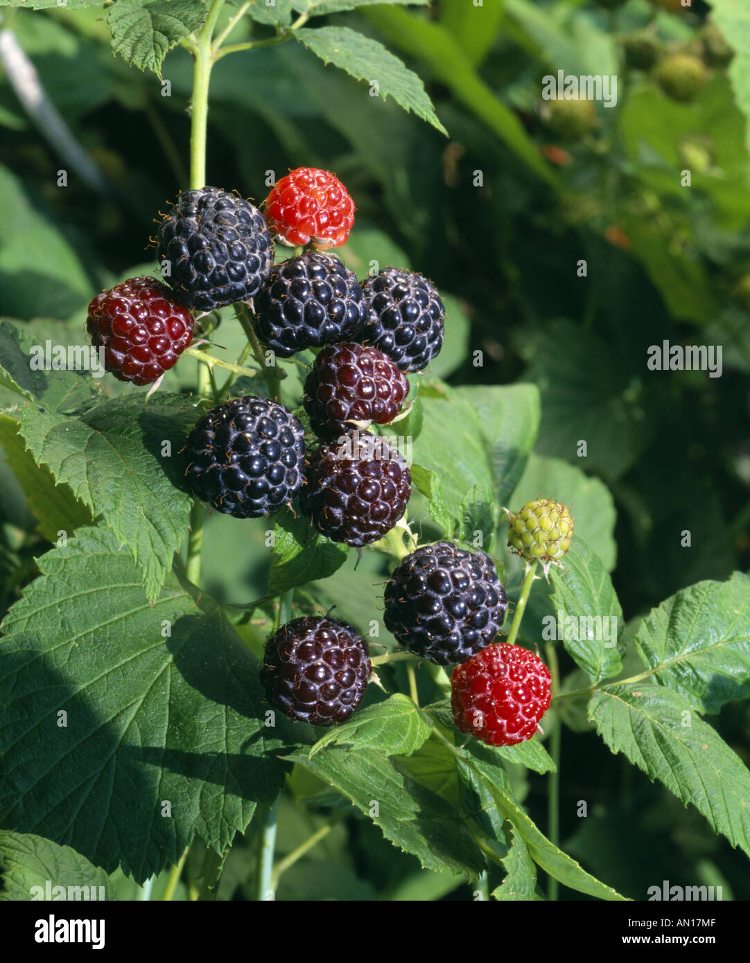 BLACK RASPBERRIES RUBUS OCCIDENTALIS Stock Photo - Alamy