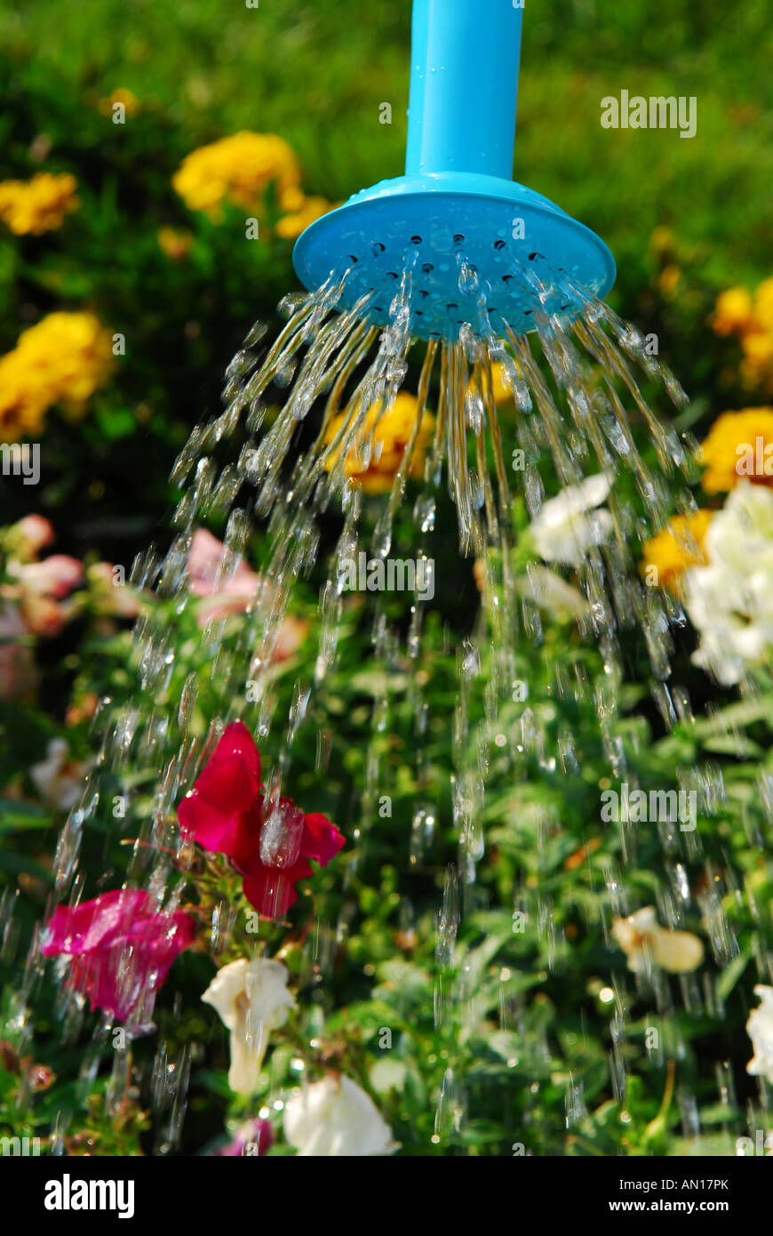 Water pouring from blue watering can onto blooming flower bed Stock ...