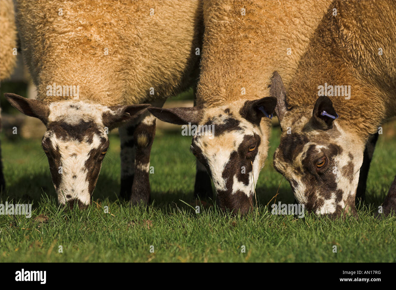 Welsh mule sheep hi-res stock photography and images - Alamy