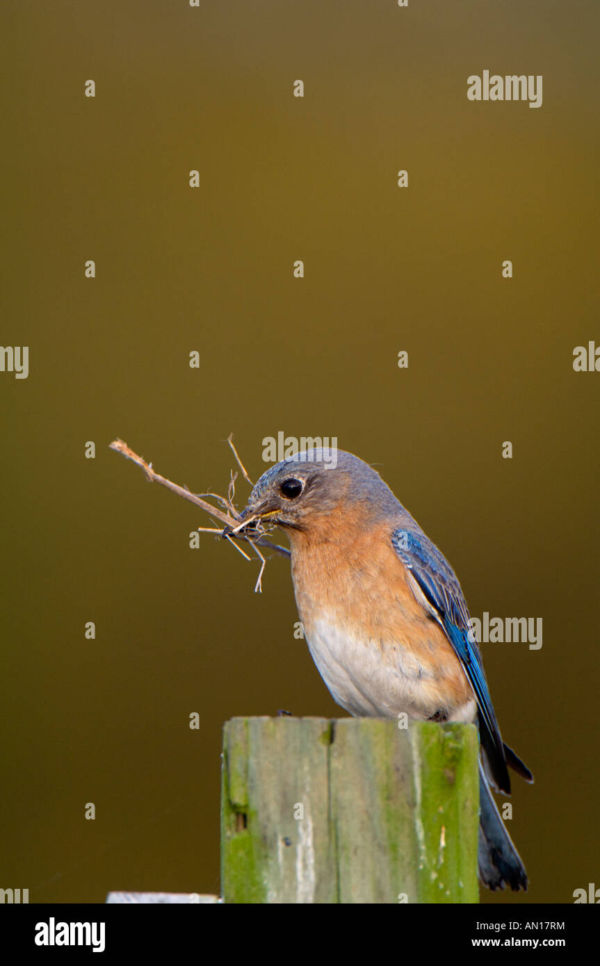 A broadside view of female Eastern Bluebird purched on a post with ...