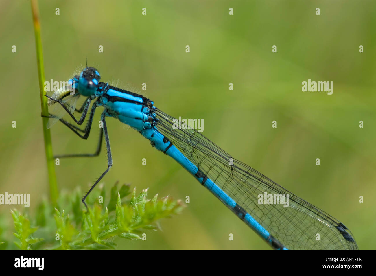 Common Blue Damselfly eating a bug Stock Photo - Alamy