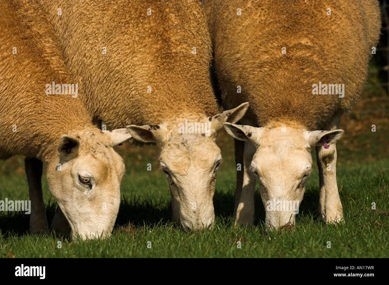 White faced Welsh Mules grazing on grass Stock Photo - Alamy