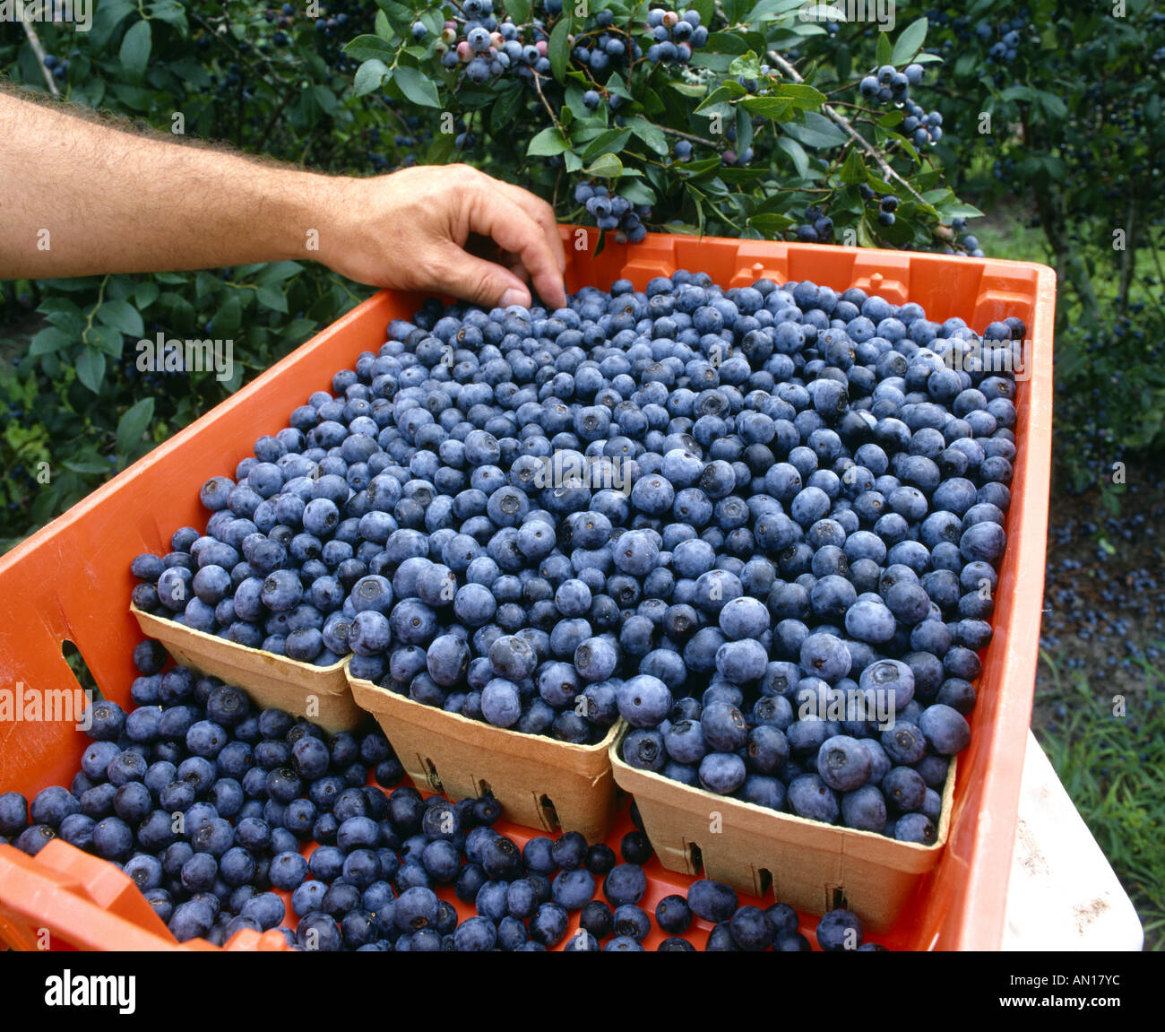 Blueberry bush in container hi-res stock photography and images - Alamy