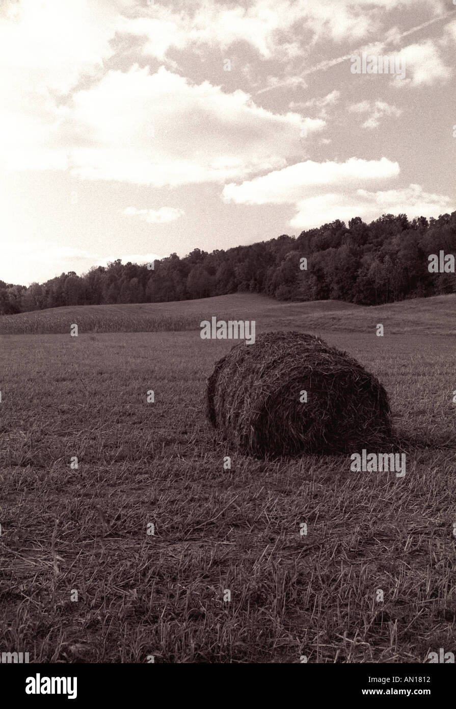 Hay bale bail in pasture Stock Photo - Alamy