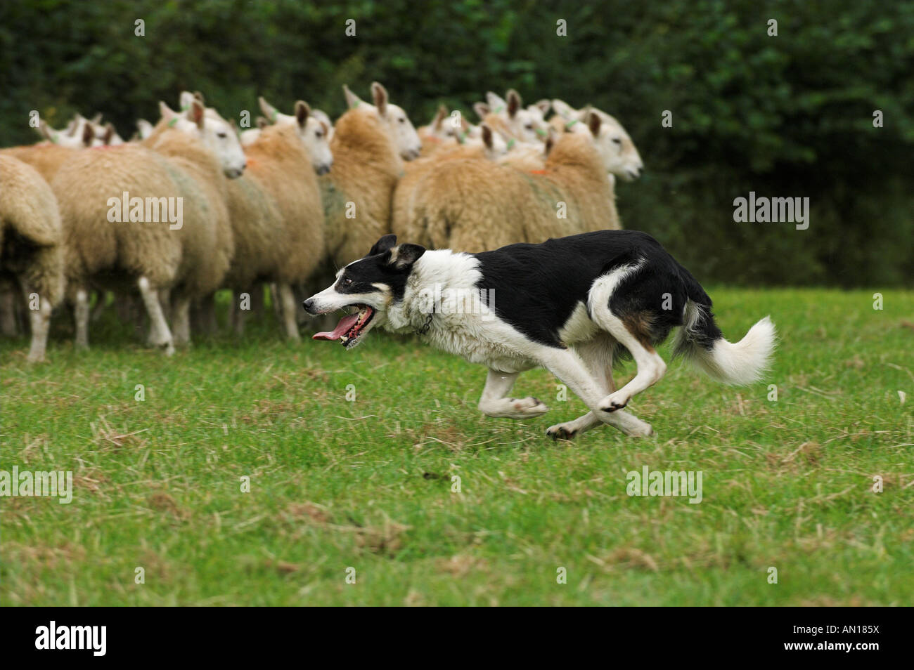 Collie sheepdog rounding sheep up Stock Photo - Alamy