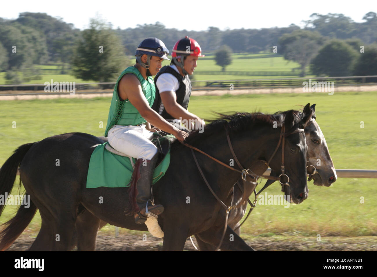 Ocala Florida,Racehorse Stud,stable devoted to training yearling ...