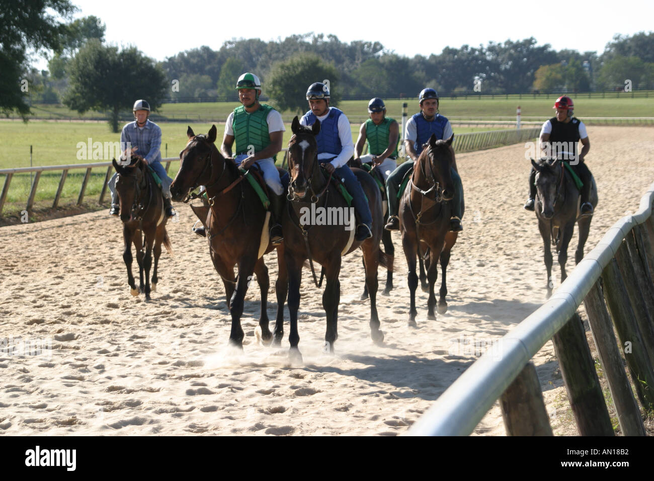Thoroughbred yearling in training hi-res stock photography and images ...