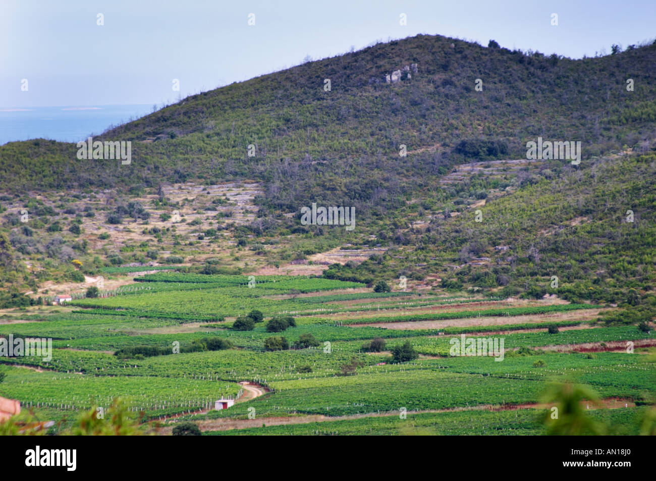 View over Smokvica vineyards on Korcula from the Toreta Winery Toreta ...
