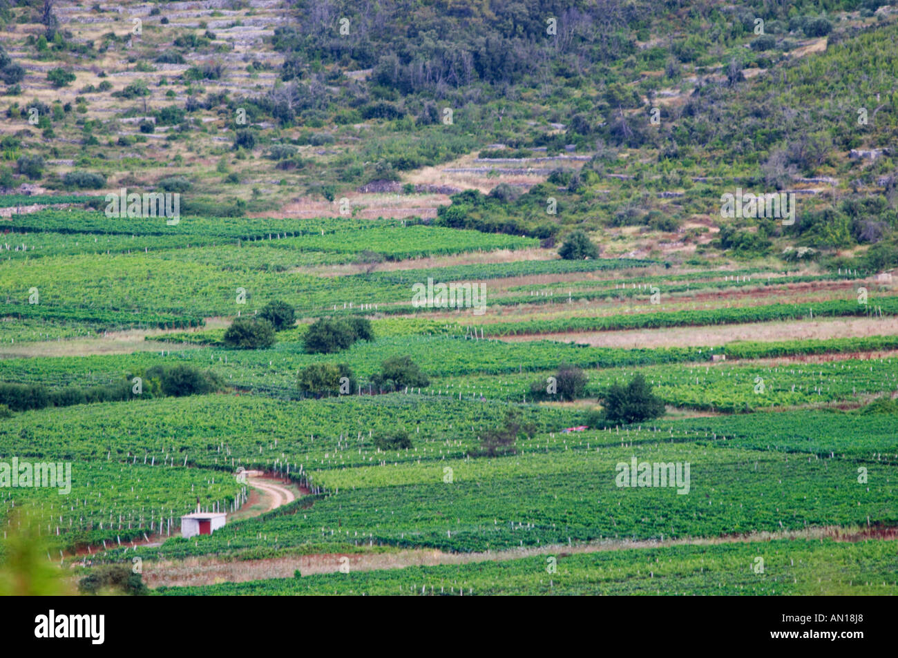 View over Smokvica vineyards on Korcula from the Toreta Winery Toreta ...