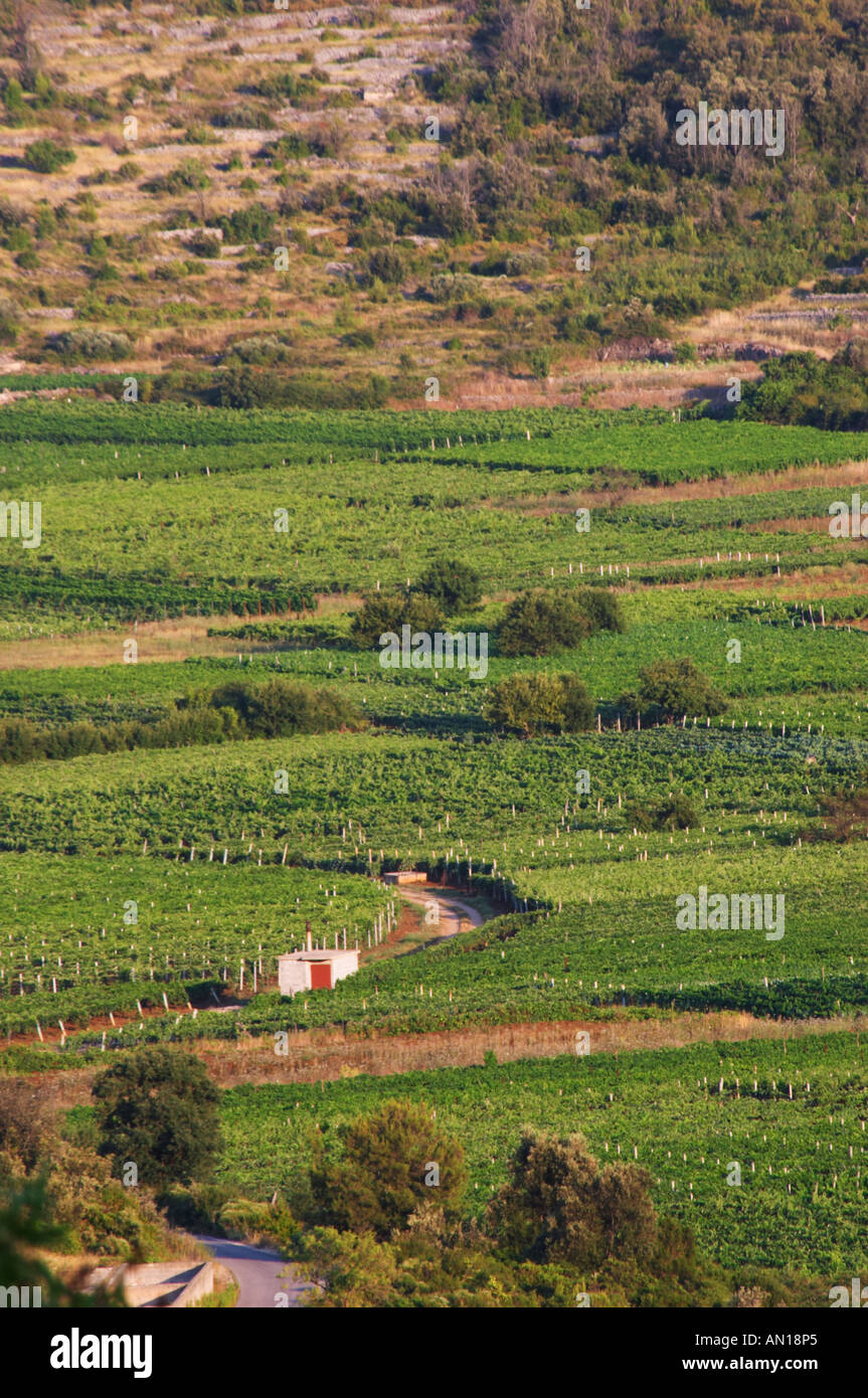 View over Smokvica vineyards on Korcula from the Toreta Winery Toreta ...