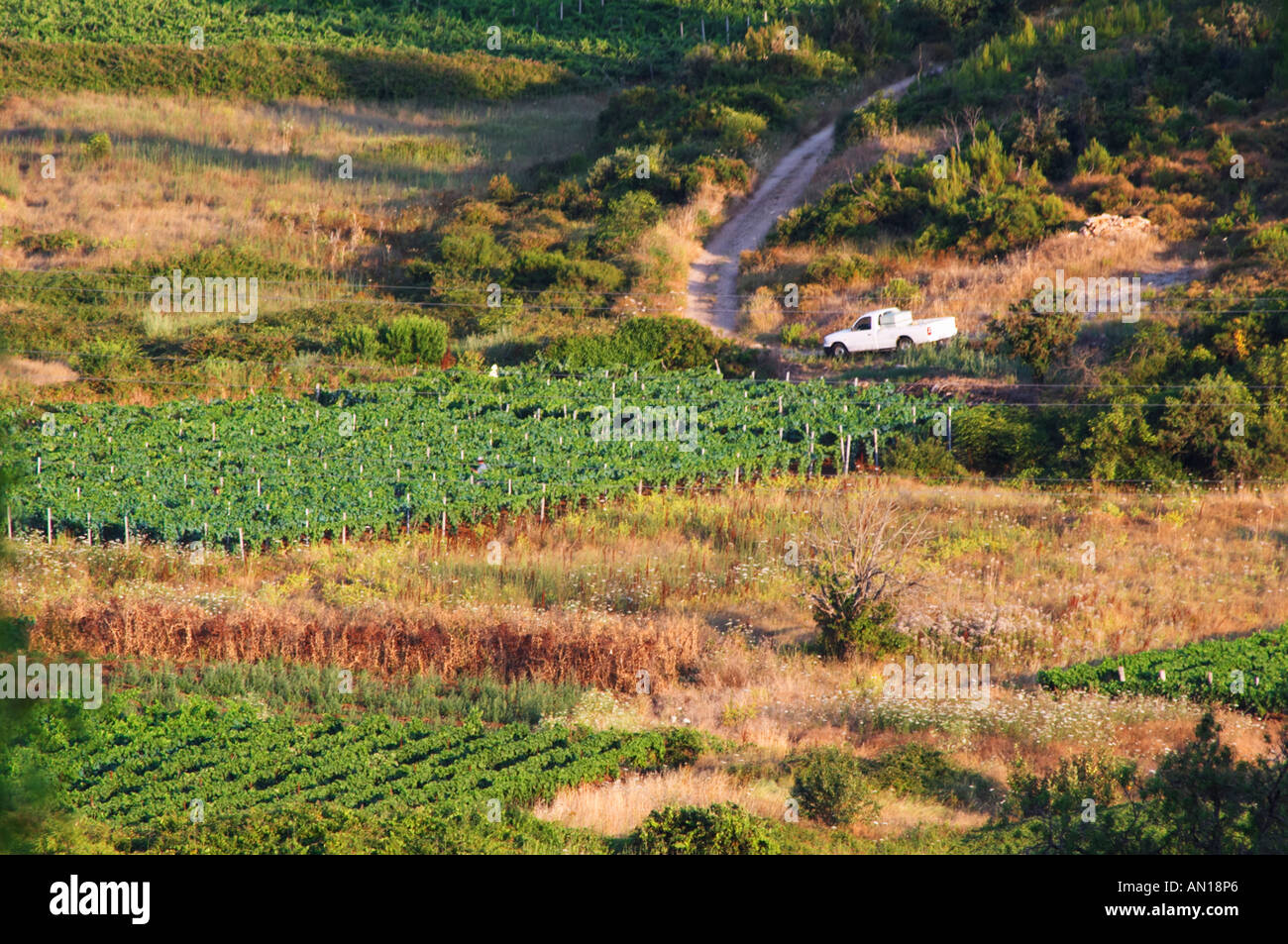 View over Smokvica vineyards on Korcula from the Toreta Winery. Toreta ...
