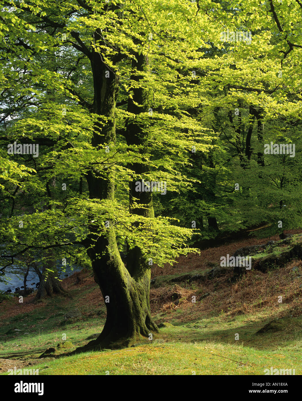 Beech tree by Ullswater Lake District Cumbria England UK Stock Photo ...