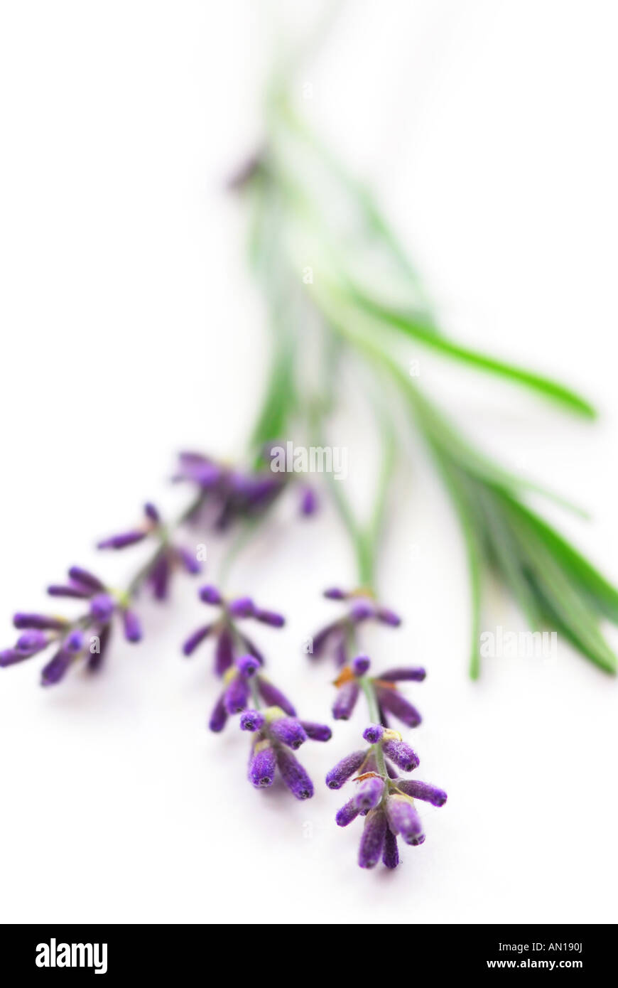Sprigs of lavender isolated on white background Stock Photo - Alamy