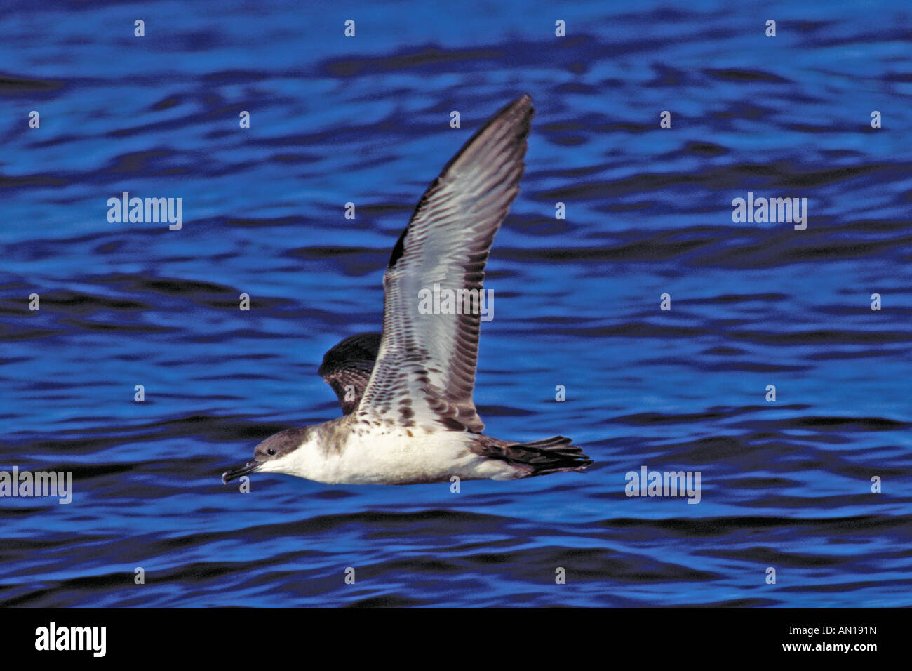 Greater Shearwater Puffinus gravis Grand Manan New Brunswick CANADA ...