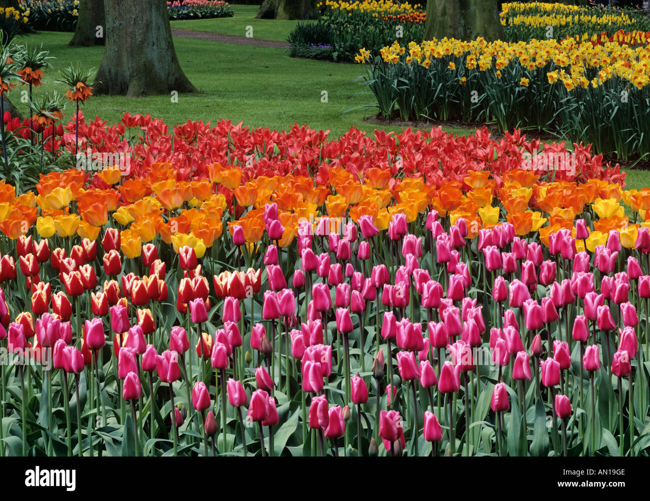 Tulips, Keukenhof Garden, Lisse, Netherlands Stock Photo - Alamy