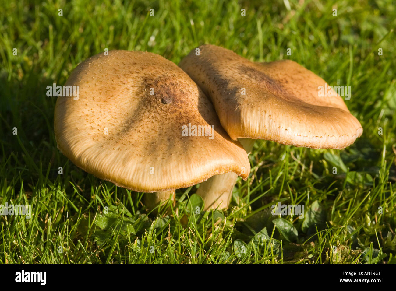 toadstools on lawn Stock Photo - Alamy