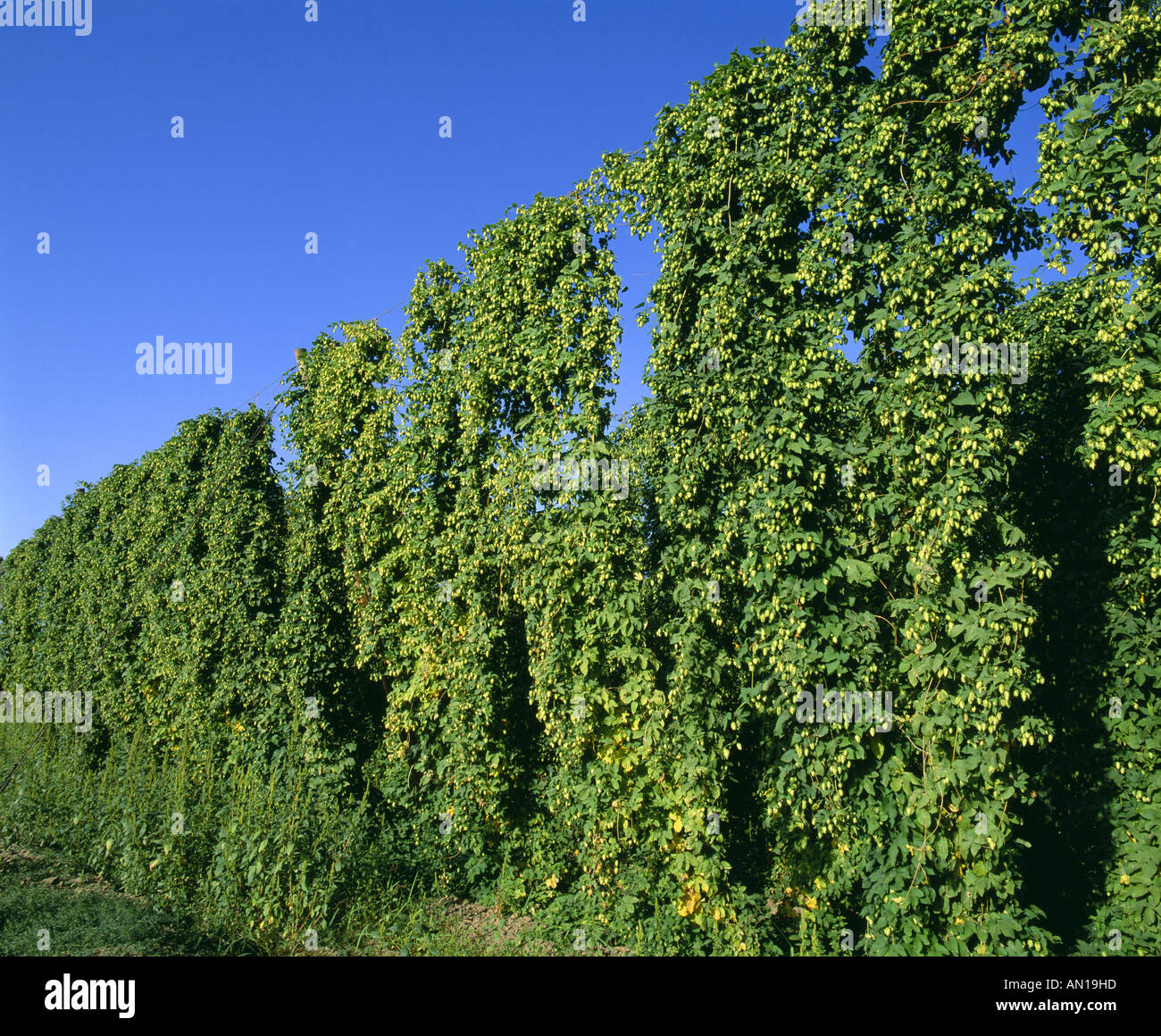 MATURE HOPS READY FOR HARVEST WEST OF PROSSER WASHINGTON Stock Photo ...