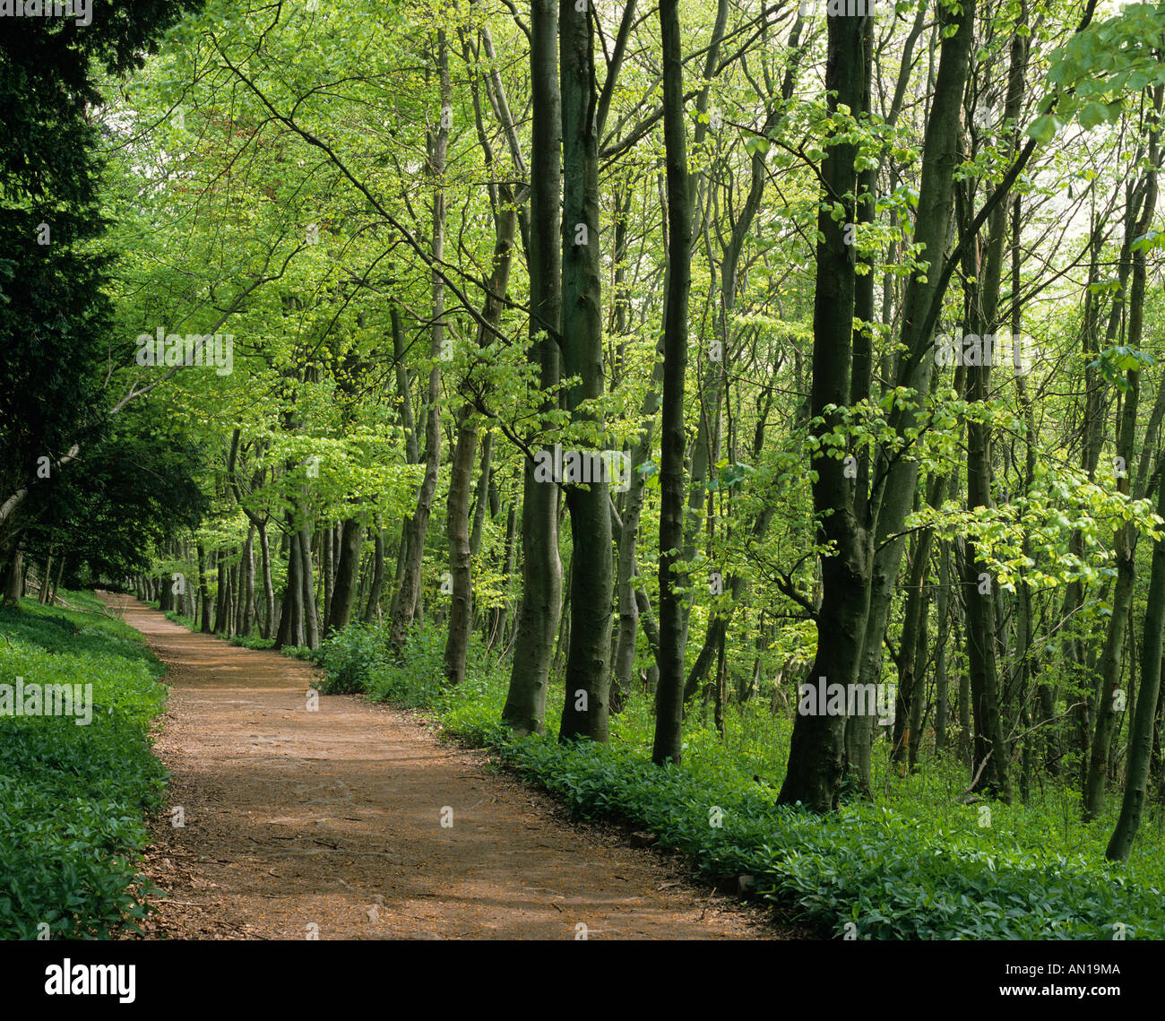 Beech wood Ranmore Dorking Surrey England UK Stock Photo - Alamy