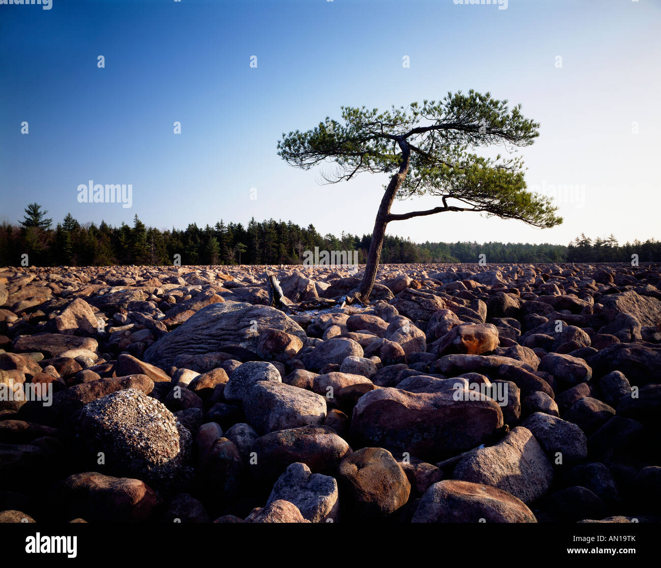 Lone hickory hi-res stock photography and images - Alamy