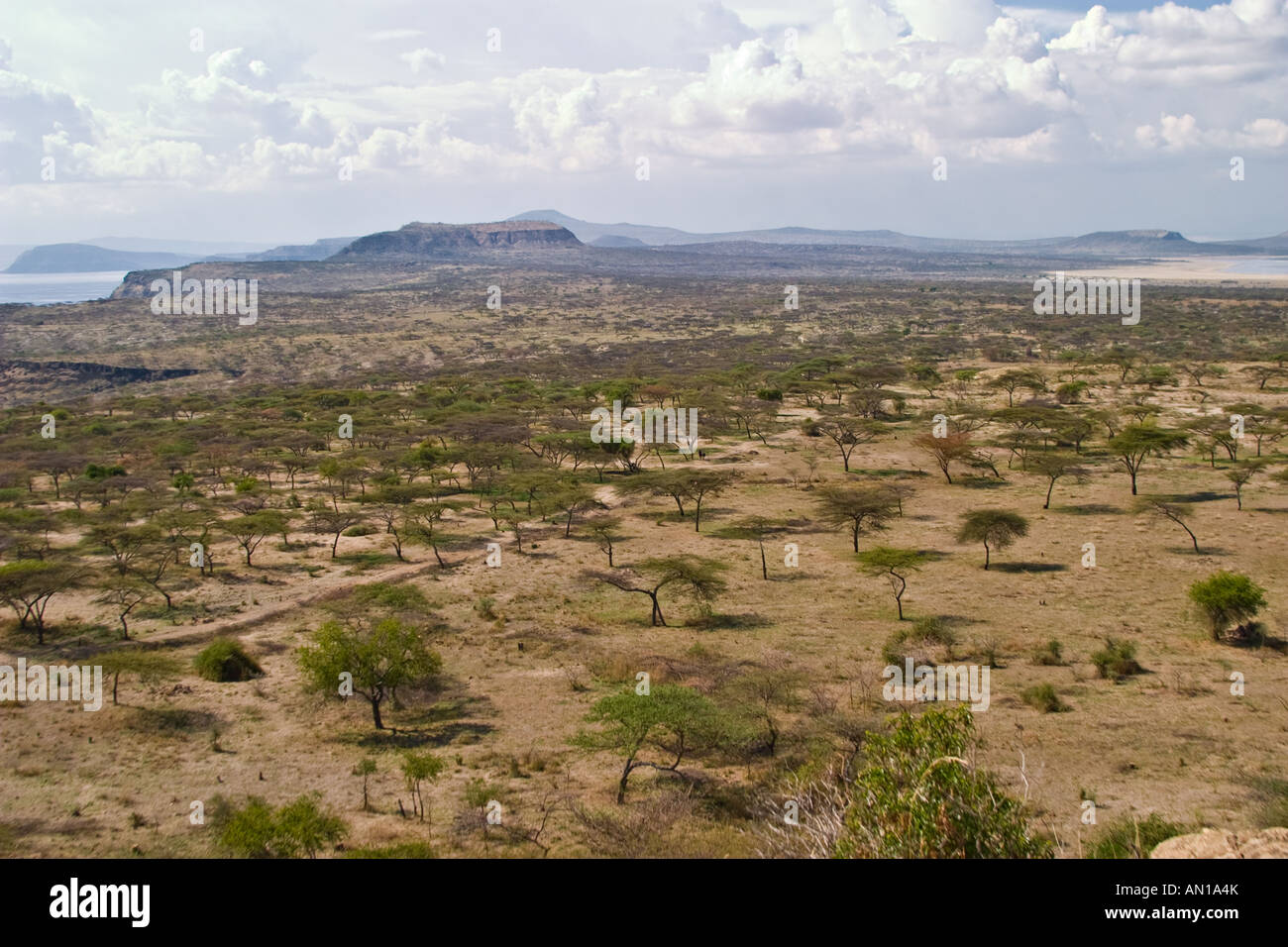 Shala tree hi-res stock photography and images - Alamy